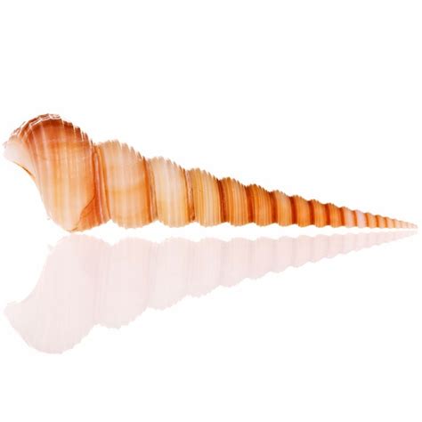 Shell Rhodina Bbz