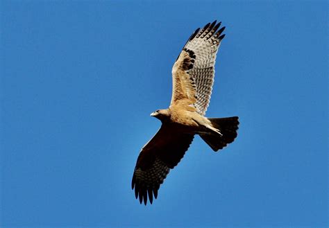 Biodiversity Of Cyprus By Ngo Protection Of The Natural Heritage And