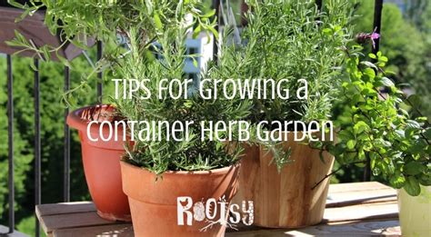 Container Herb Garden For Beginners