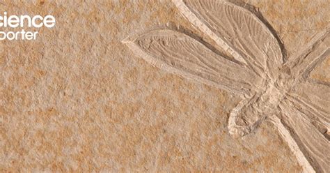Facts Fossils I Twig Science Reporter Twig Science Reporter