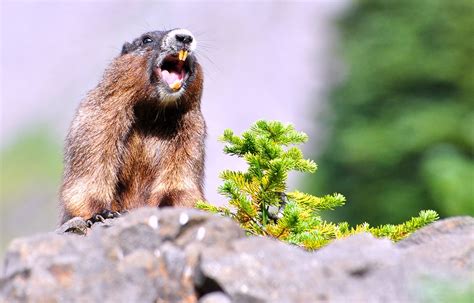 Screaming Meanie Mama Marmot Sounds The Alarm Mama Marmo Flickr