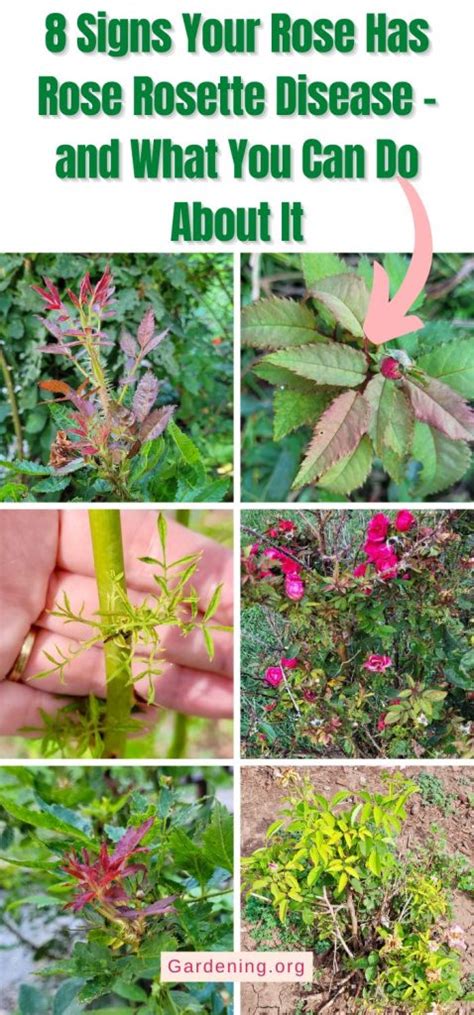 8 Signs Your Rose Has Rose Rosette Disease What To Do About It