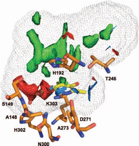 Decarboxylase Pharmacophoric Map Derived From Dopa Decarboxylase