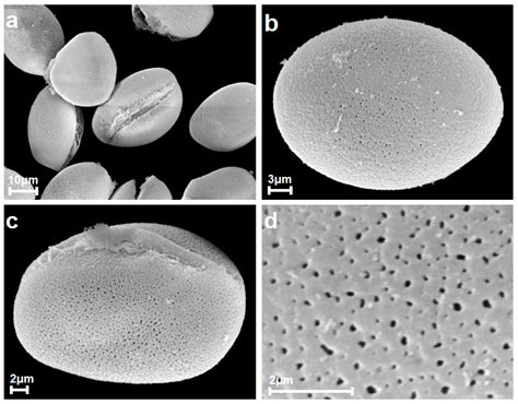 Pollen Grain