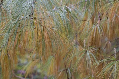 Close On A Cluster Of Cones Part Of The Longleaf Pine Tree Known For