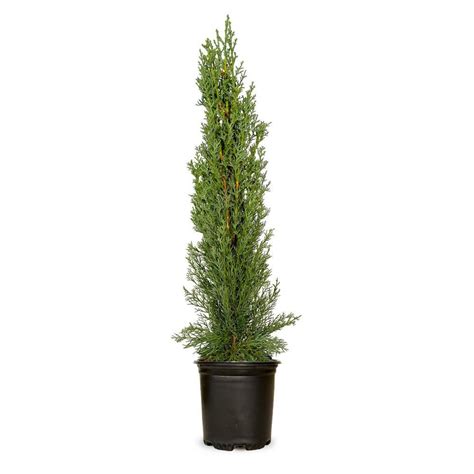 Reviews For Flowerwood 2 5 Qt Italian Cypress Cupressus Sempervirens