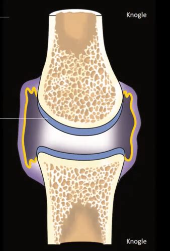9 Anatomi Ledllære Flashcards Quizlet