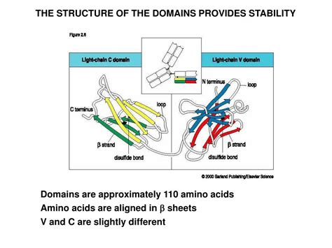 Ppt Immunoglobulin Structure And Function Powerpoint Presentation Free Download Id 4665225