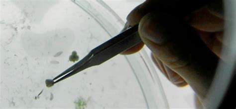 Demoledor efecto de la ingesta de nanoplásticos