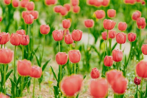 이월드 튤립 트래블 지역축제 대한민국 구석구석 축제