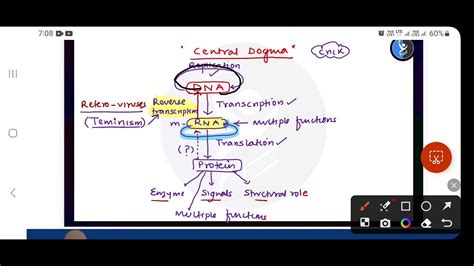 Central Dogma Moleculer Biology Neet Biology Youtube