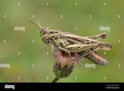 Common Field Grasshopper Chorthippus Brunneus Sitting On Sead Head