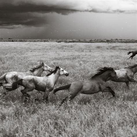 Storm Horses 2 Nick Leary Collections Beautiful Horses Horses