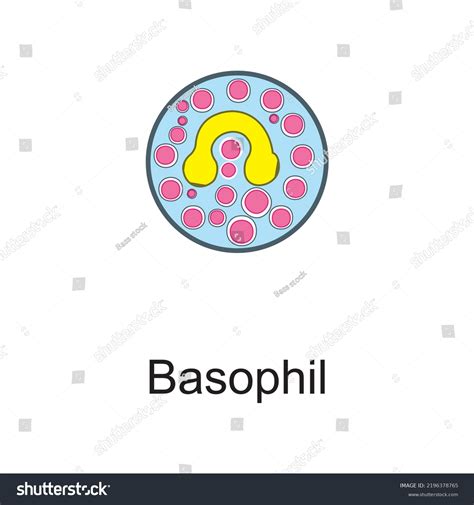 Basophil Cellular Schematic Structure Vector Illustration Stock Vector