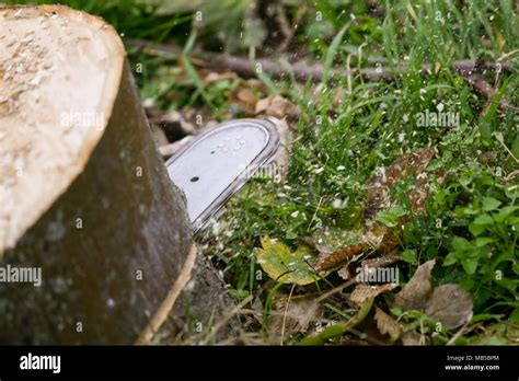 Cutting Tree With A Chainsaw Stock Photo Alamy