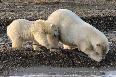 Do Polar Bears Live In Alaska Unveiling The Truth Ocean Action Hub