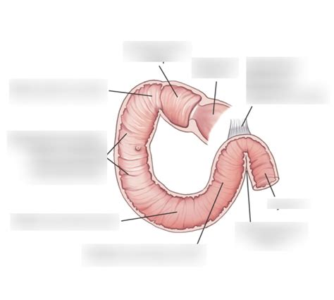 Doudenum Anatomy Diagram Quizlet