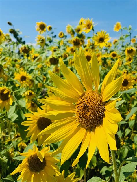 여름 Pixabay의 무료 사진 Pixabay