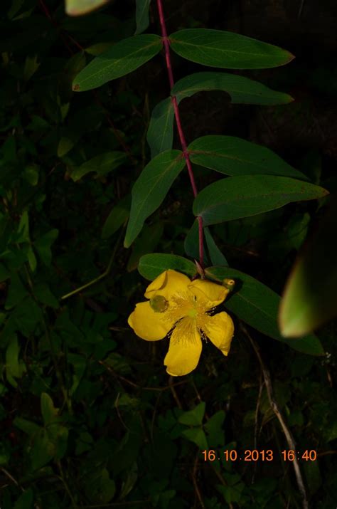 Hypericum Uralum Eflora Of India