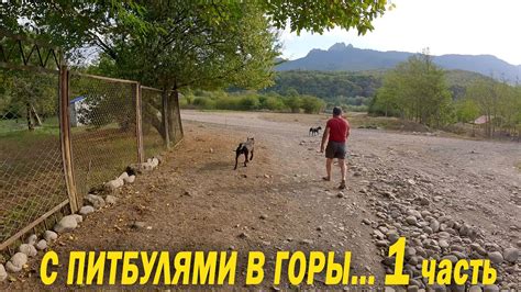 Поездка с ПИТБУЛЯМИ в ГОРЫ 1 часть Отпустил Питов по дороге в горах