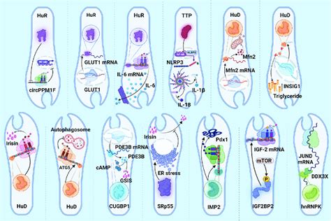 Rna Rbps Interaction In Diabetes Here We Summarized The Main Download Scientific Diagram