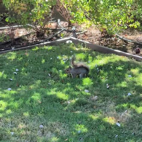 Super Squirrel Zoomies Album On Imgur