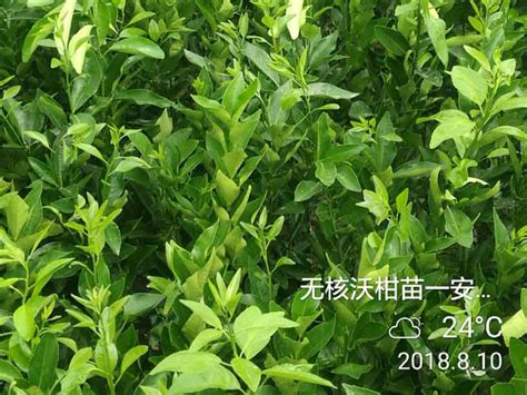 湖南省安江农校种苗中心