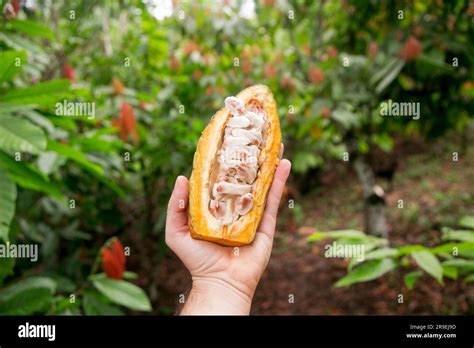 Detail Of Cocoa Pods In An Organic Cocoa Plantation In The Peruvian