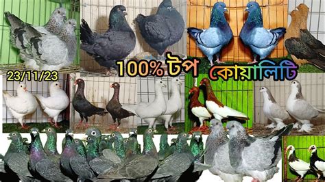 ১০০ হাই কোয়ালিটি সম্পূর্ণ কবুতর কিনুন খুবই সীমিত দামে। Youtube