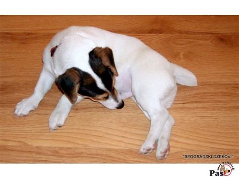 Oglasi Prodaja Džek Rasel Terijer Pas Moj Prijatelj Sve O Psima Na Jednom Mestu Obuka