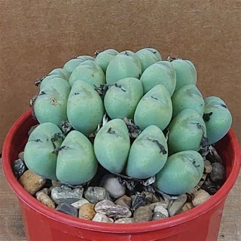 Buy Conophytum Uviforme 20 Online Succulents Now