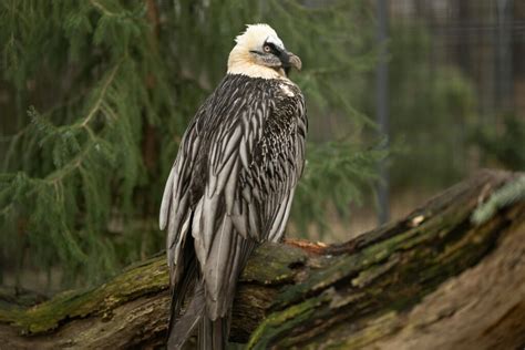 The Bird That Eats Bone Marrow Bird