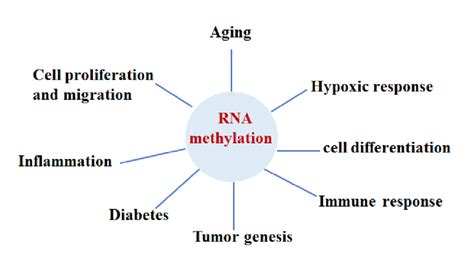 Relevance Of Rna Methylation To Cellular Processes Rna Methylation May