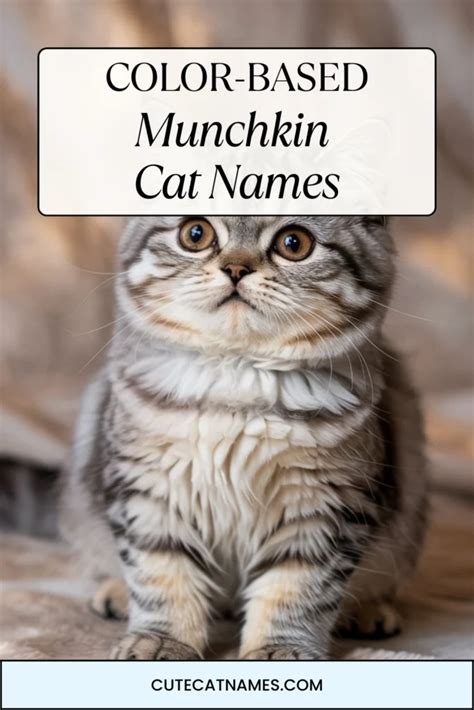 Just Got A Munchkin Cat These 40 Name Ideas Are Simply Purr Fect