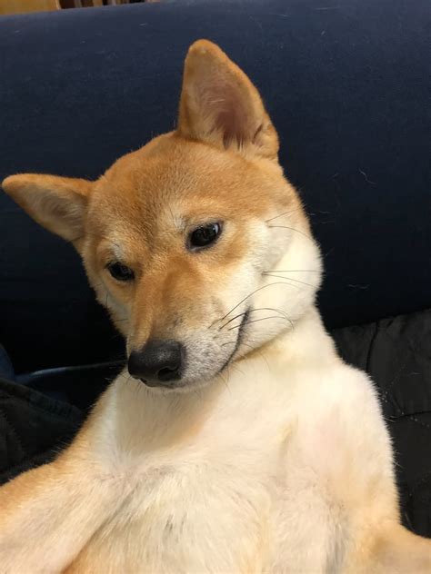 生無可戀柴 曬狗板 Dcard