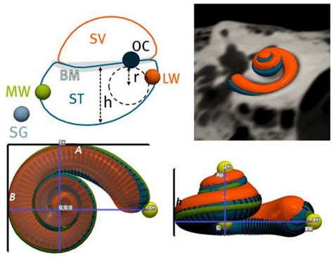 Anatomical Variations Of The Human Cochlea Using An Image Analysis Tool