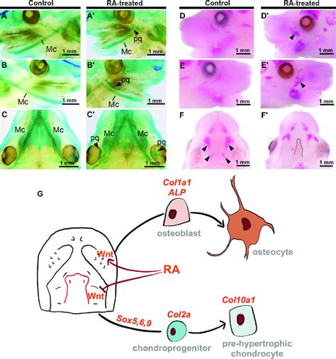 Cartilage Staining And Osteogenesis Staining Of E155 Embryos A A9