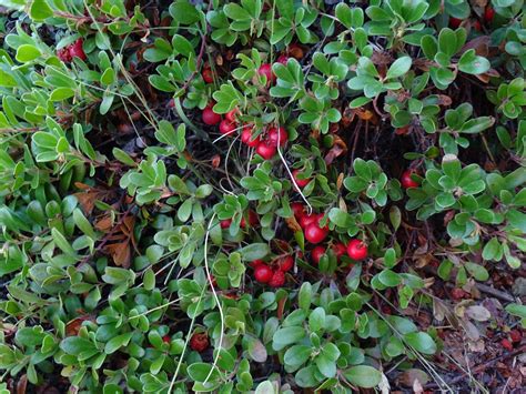 Arctostaphylos Uva Ursi Trees And Shrubs Online