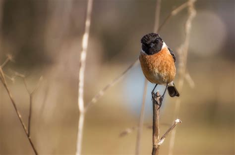 Avianhd Wallpapers Backgrounds