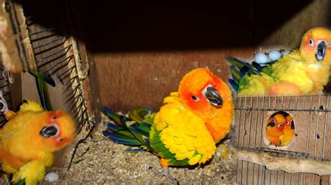 Sun Conure Parrot Lovely Breeding Progress 2023 Exoticbird Breeding