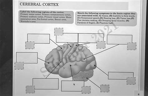 Cerebral Cortex Label The Following Regions Of The Cortex Primary