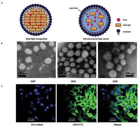Structures Of Solid Lipid Nanoparticles Slns And Nanostructured