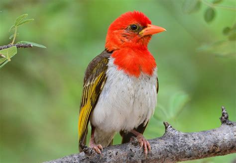 Letaba Rest Camp Kruger National Park Safari Reservations Kruger Park Safari Reservations