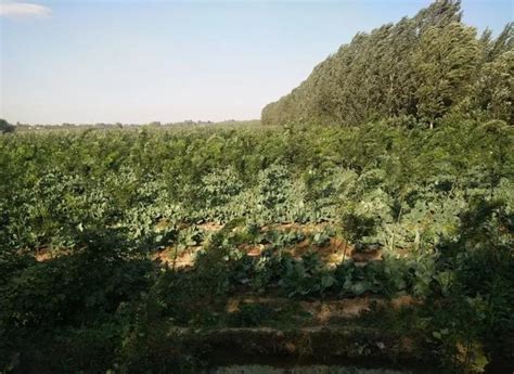 「鄉村振興」喚醒沉睡資源，白橋鎮撬動農村集體經濟發展 每日頭條