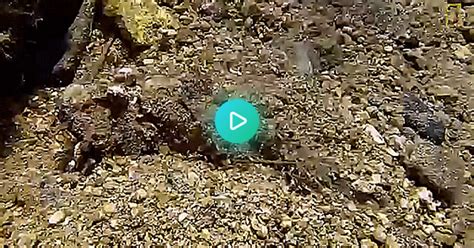 Killer Rock Shows His True Colors Album On Imgur