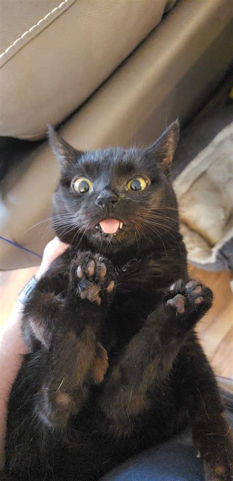 Tiny Beans Rtoebeans