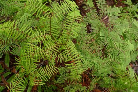 Flora Of New Zealand Taxon Profile Gleichenia