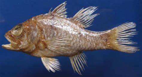 Three Spot Cardinalfish Pristicon Trimaculatus Fish Taxidermy Oddities