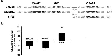 A Gc Element Mediates Repression Of The Sm22α Promoter Within
