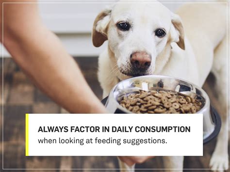 Should I Follow Feeding Instructions On Dog Food A Pups Plate Dilemma